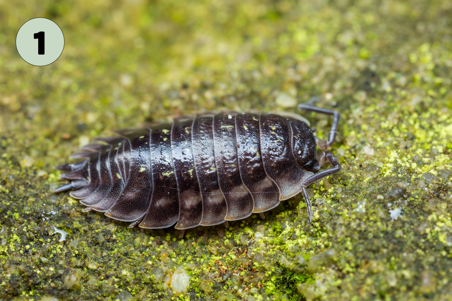 Pissebedden | Week van het Bos